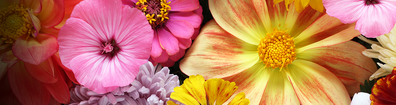 Mississauga - Southdown Rd. Garden Centre - Sheridan Nurseries